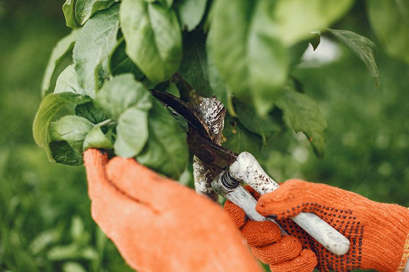 How to Prune a Plant: A Step-By-Step Guide for Beginners