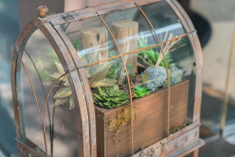 How To Make A Terrarium: Step-By-Step Guide For Beginners