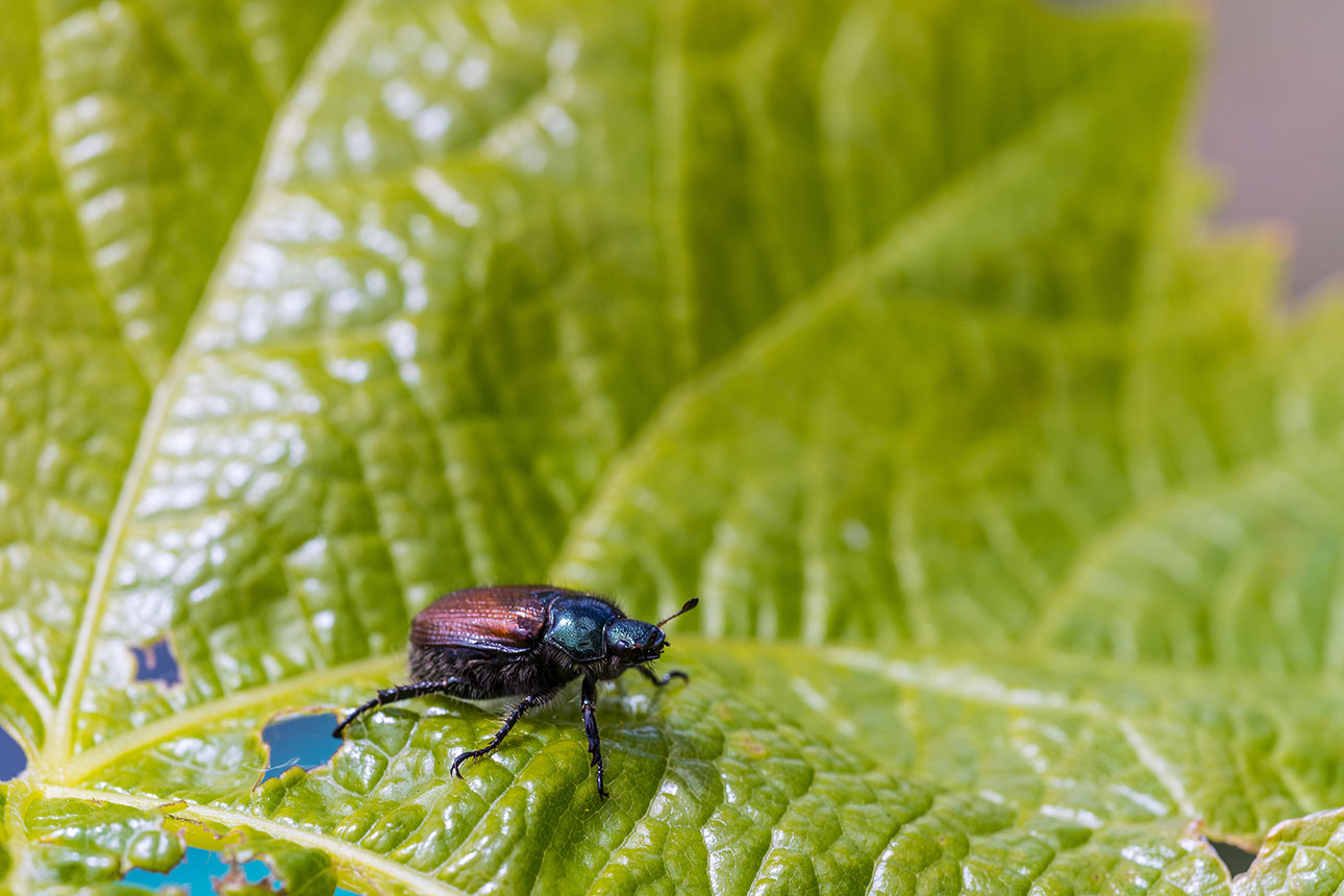 Protect Your Garden: How To Get Rid Of June Bugs Infestations