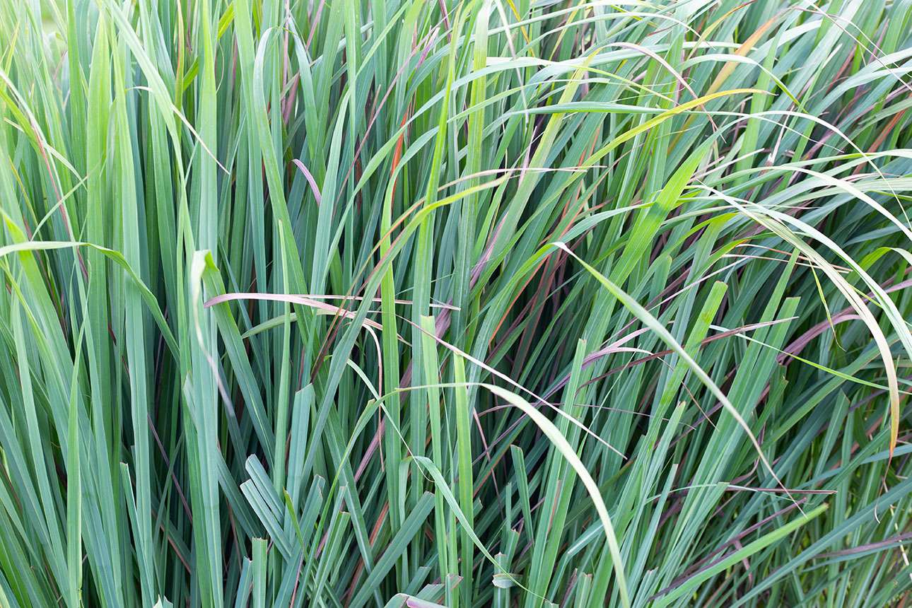 Understanding Why Your Lawn Grass Is Growing In Clumps