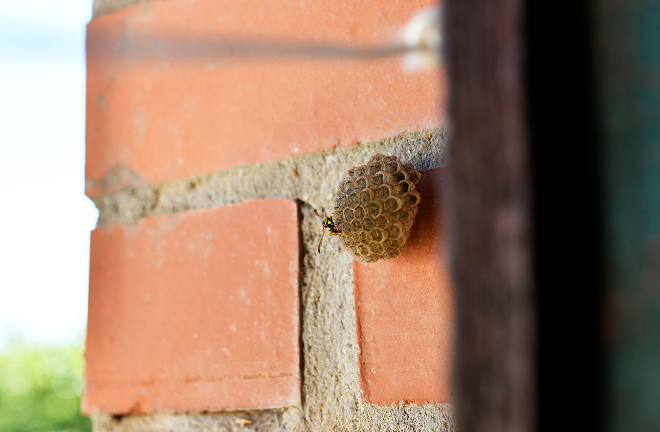 Wasp Nest In House [Be Careful!]
