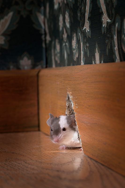 Dealing With A Mouse In The House: Effective Steps And Tips