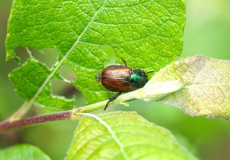 Protect Your Garden: How To Get Rid Of June Bugs Infestations